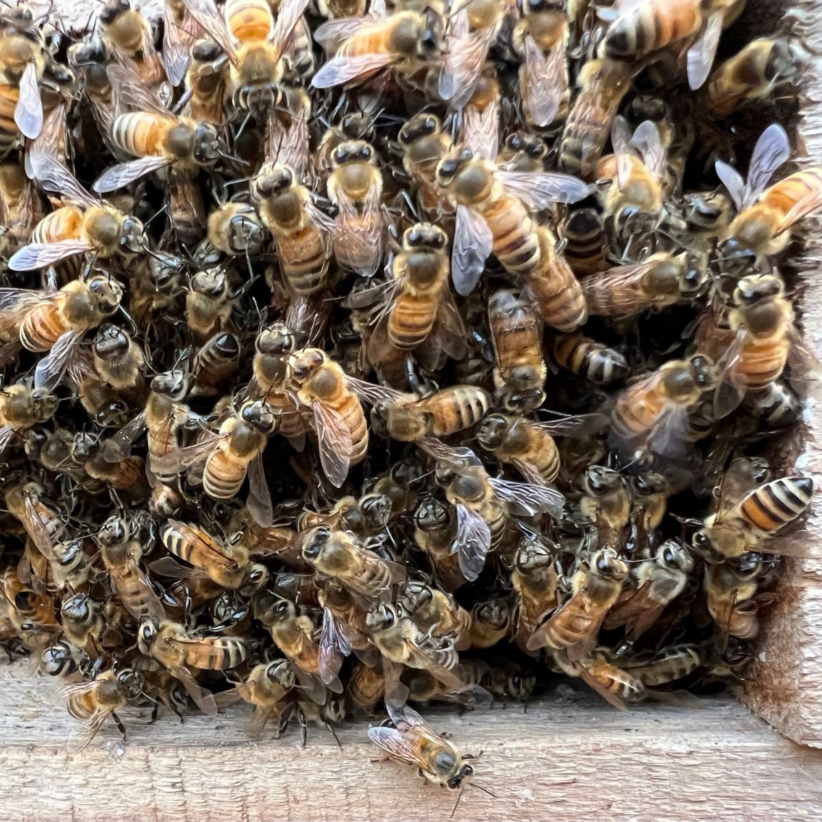 Winter Hive Drive to Save Bees | Greater Good Charities